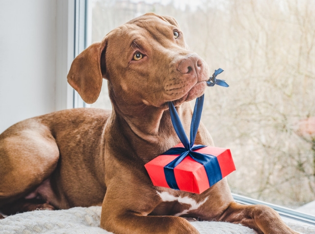 How to Celebrate Your Pet - Thoughtful Presence