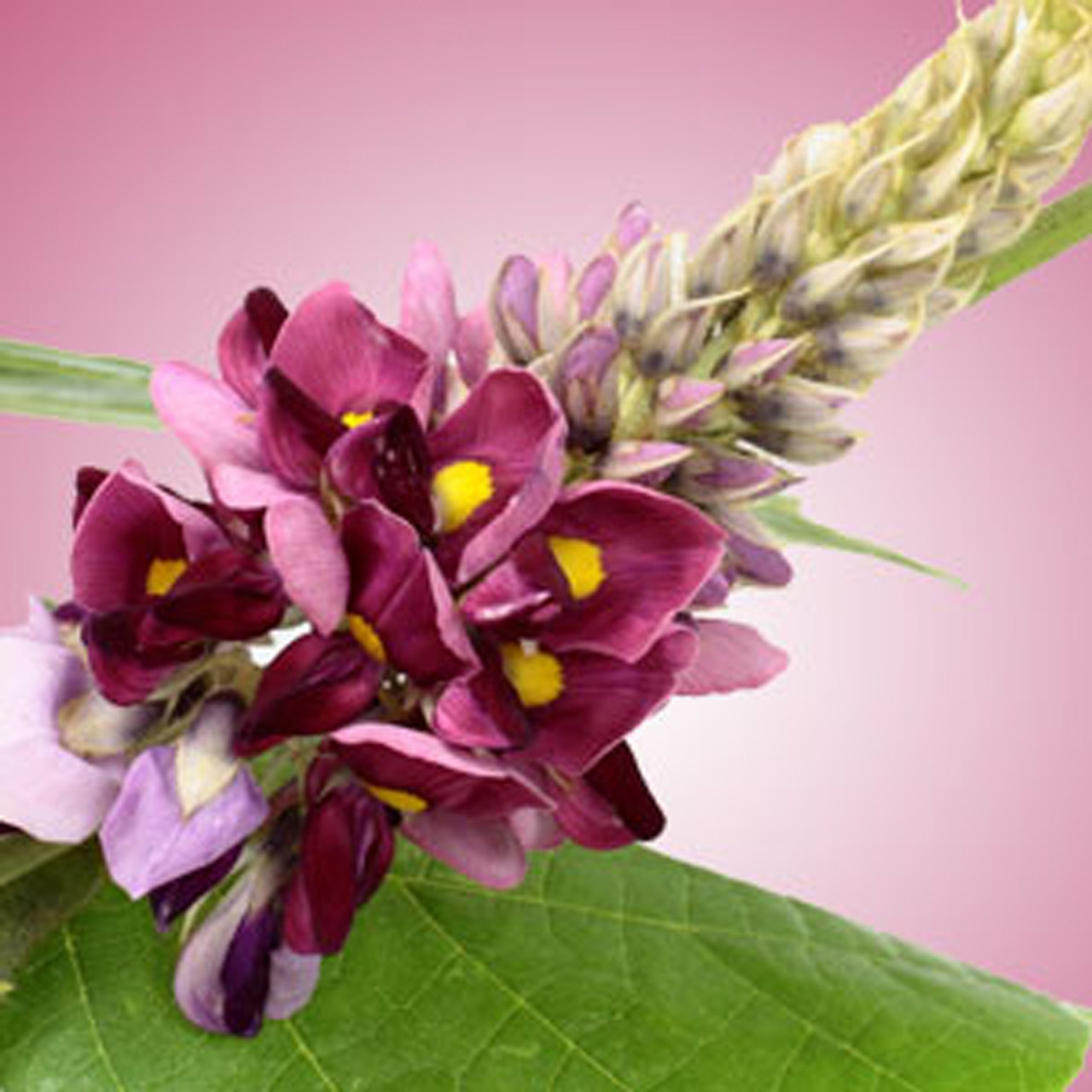 Butt Naked Fragrance Oil Natures Garden Candles