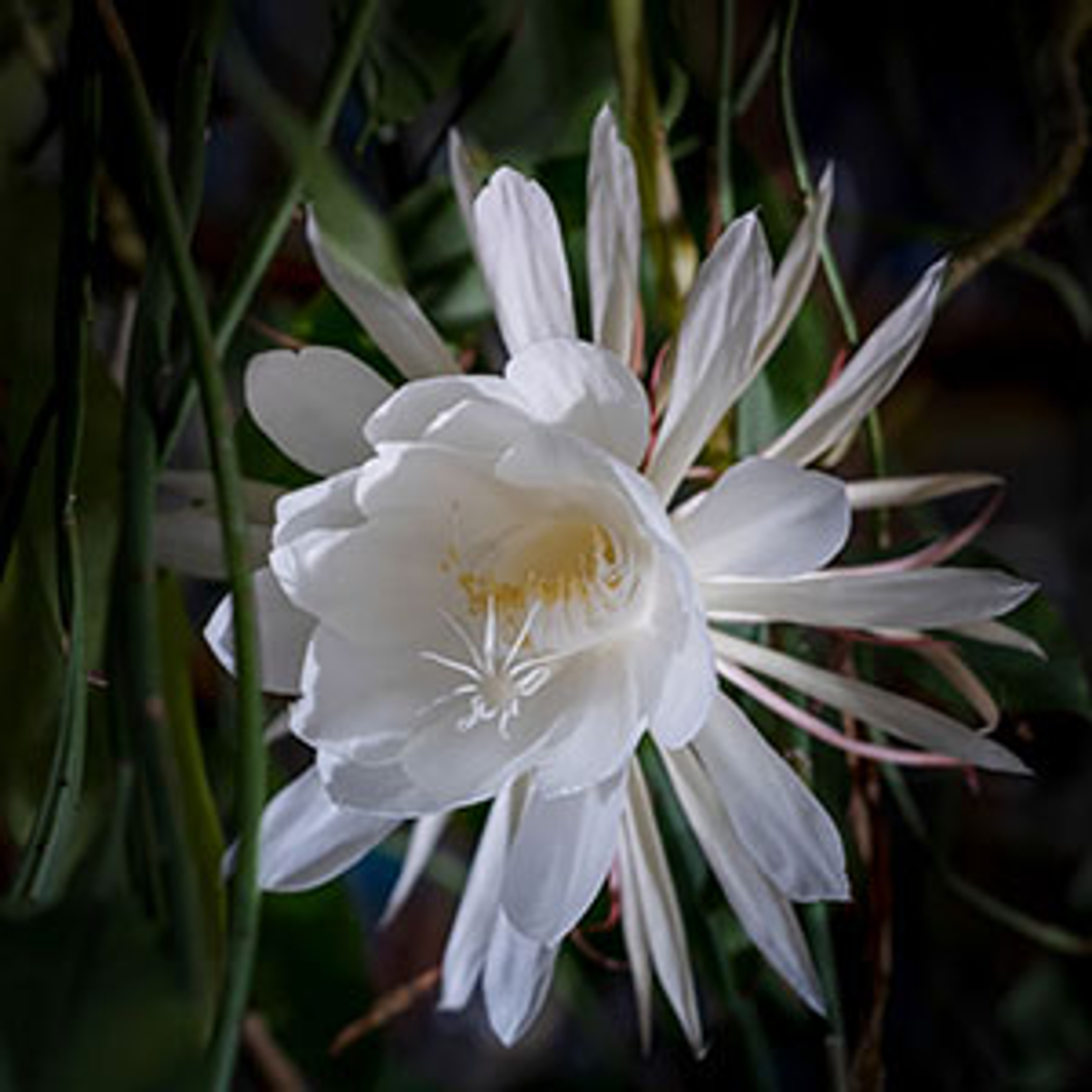 All Fragrance Oils by Name - K-L | Nature's Garden