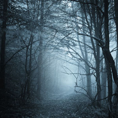 Dark Musk Fragrance Oil - Nature's Garden Candles