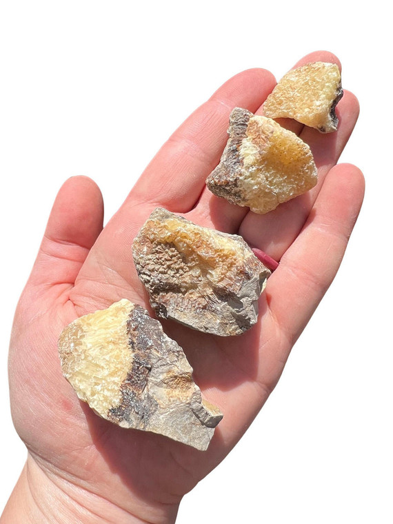 Raw Septarian Stone | New Moon Beginnings