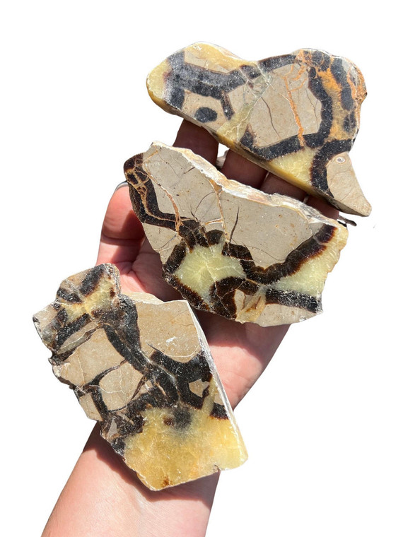 Septarian Slab | New Moon Beginnings