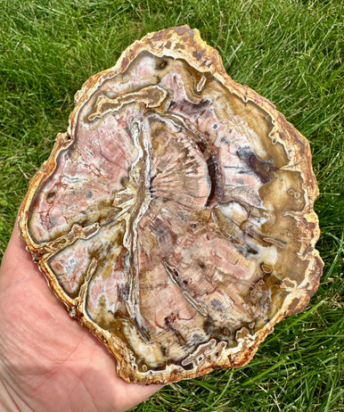 Petrified Wood Slab | New Moon Beginnings