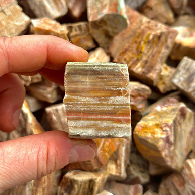 Raw Petrified Wood (one polished side) | New Moon Beginnings