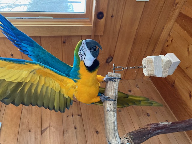 Pico - The Bird Toy Store