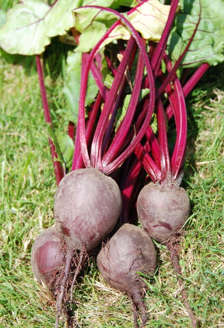 Organic Beetroot Boro F1 - Gardener's Packet (200 seeds) - Wonderpost Ltd