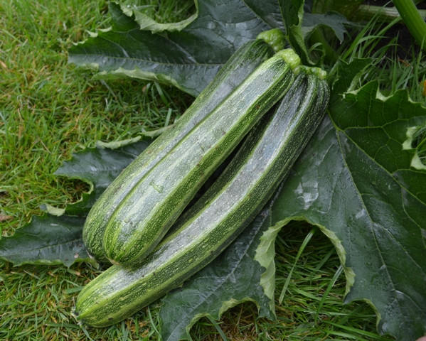 Organic Courgette Cocozelle - Gardener's Packet (10 Seeds) - Wonderpost Ltd