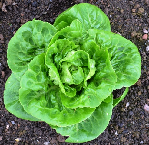 Organic Lettuce Cos Little Gem - Gardener's Packet (700 Seeds ...