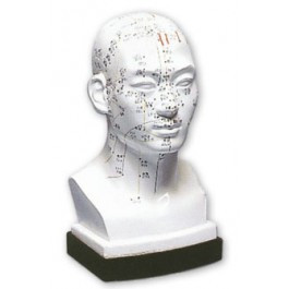 Soft Vinyl Head Model indicating head, neck & face points | Acurea USA
