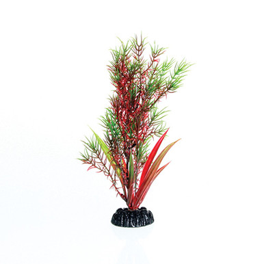 RA Red/Green Springeri - 8"