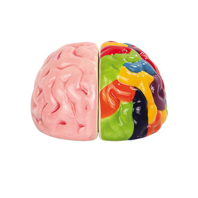 PT Left and Right Brain Salt and Pepper Shaker Set - drugsupplystore.com