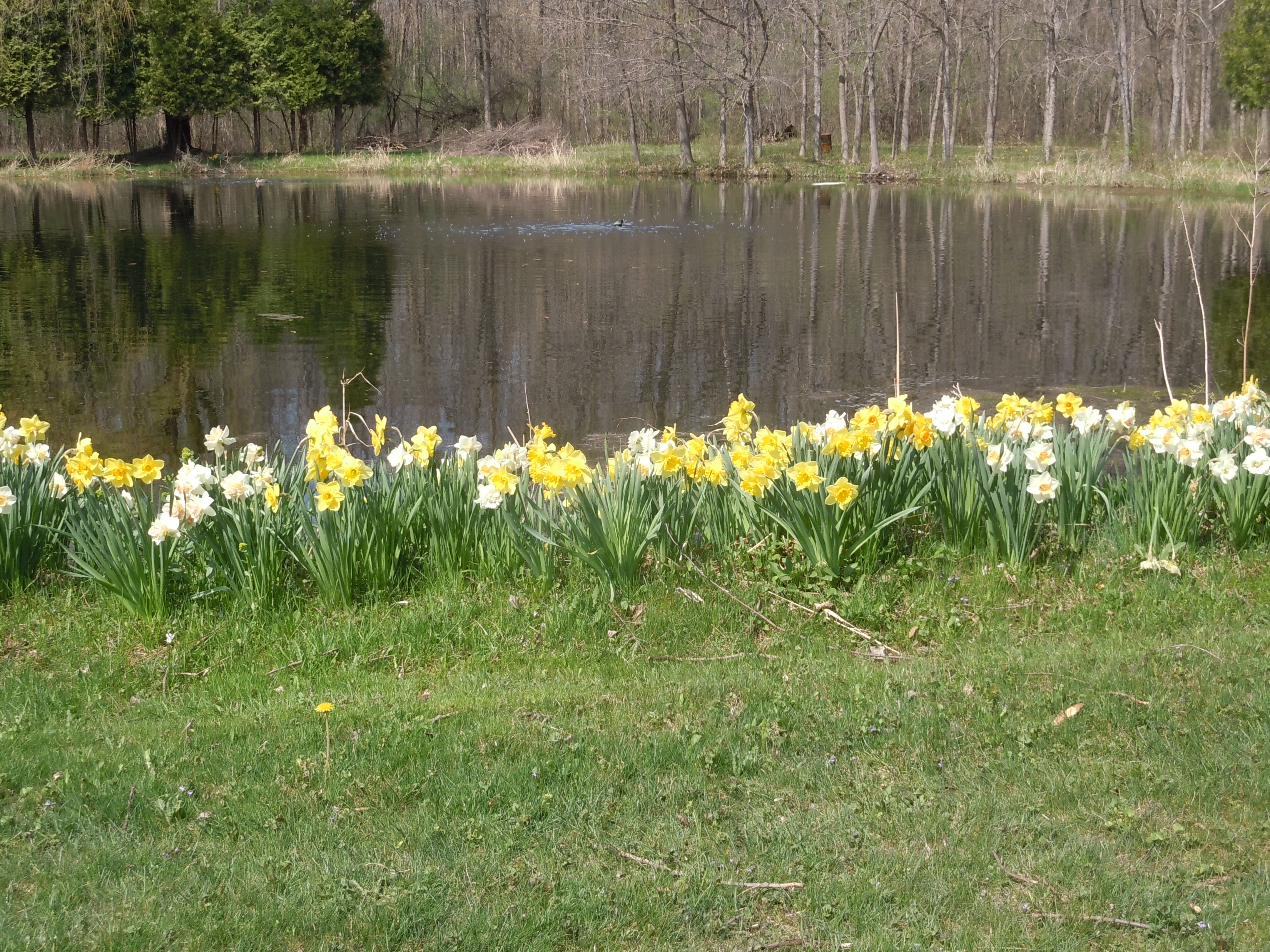 Getting Your Wisconsin Pond Ready for Spring: A Beginner's Guide ...
