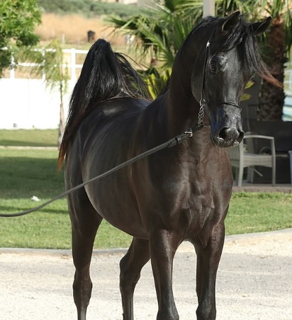 Meet the Royal Stallions of Al Ameera Stud: Champions of the Arabian ...