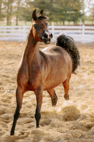 Arabian Horses for Racing and Shows in Qatar | Buy Royal Arabian Horses ...