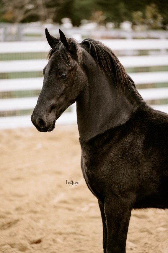 Arabian Horses for Sale in Israel - AL-AMEERA STUD