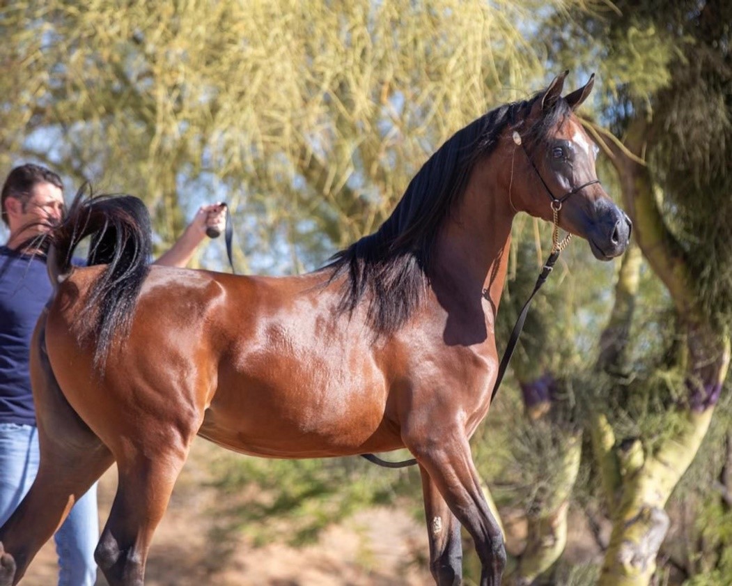 Arabian Horses for Sale in Brazil - AL-AMEERA STUD
