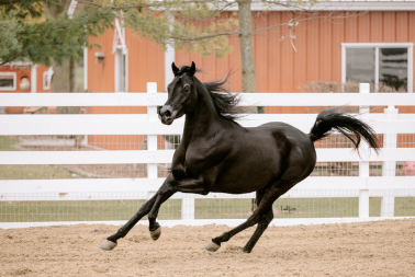 Black Arabian Horses for Sale | Arabian Horses in USA - AL-AMEERA STUD