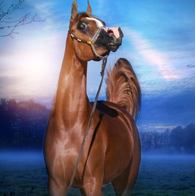 Showcasing Arabian Elegance: Al Ameera at DIHF Dubai - AL-AMEERA STUD