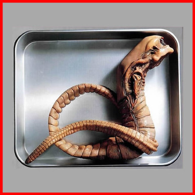 Alien Chestburster Life Size 1/1 vinyl model kit figures