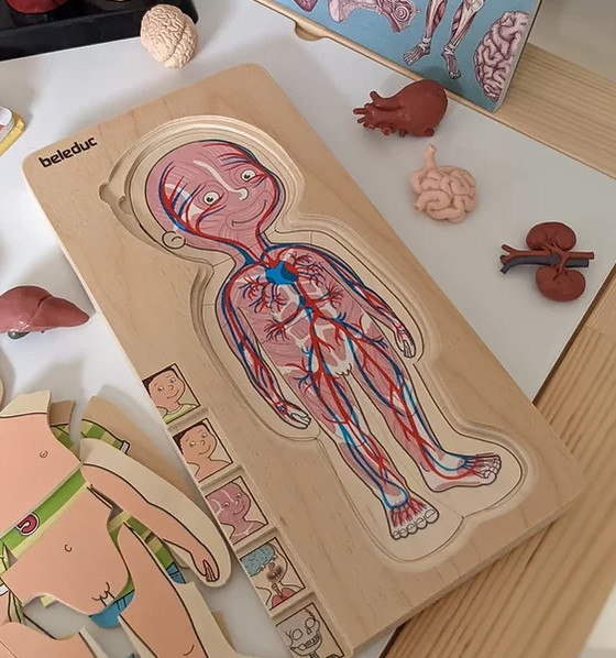Beleduc My Body Puzzle - Boy | Anatomy Puzzle | Early Childhood Sale!