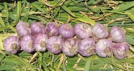 Organic Garlic Braids - The Garlic Store
