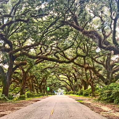 Oak Street Trees - South Austin Gallery