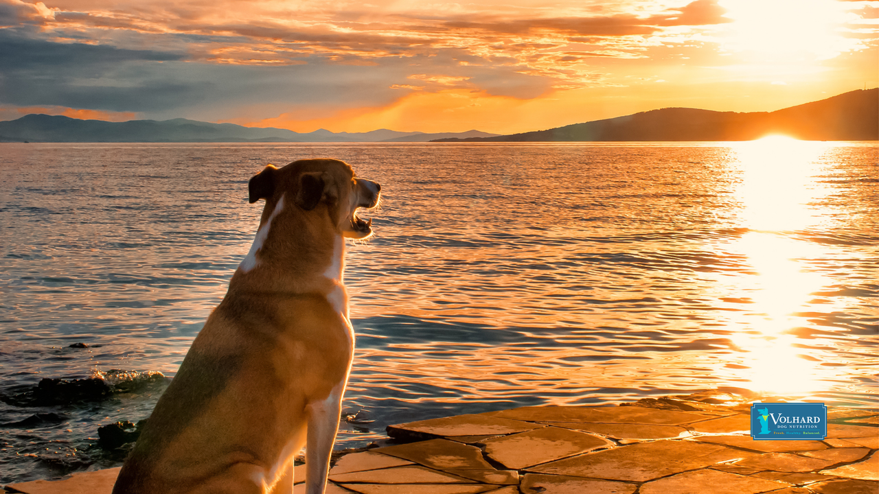 Can Dogs Look at the Sun? - Volhard Dog Nutrition