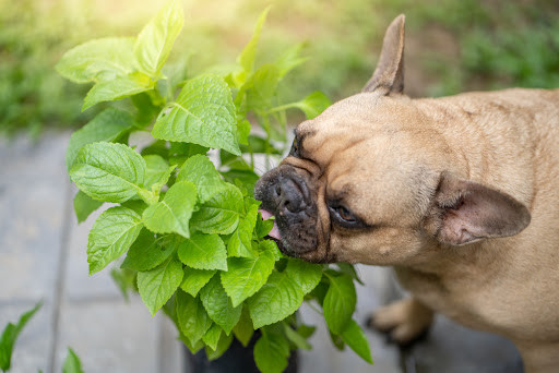 What Herbs and Spices Can Dogs Have? (A Complete Guide) - Volhard Dog ...