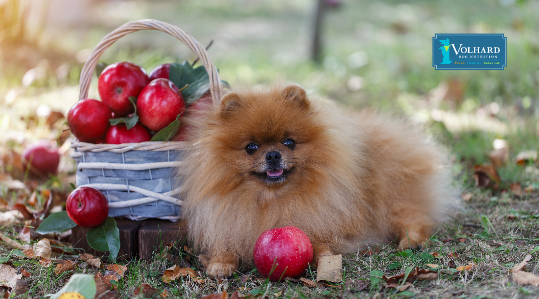 Can Dogs Eat Apples? - Volhard Dog Nutrition