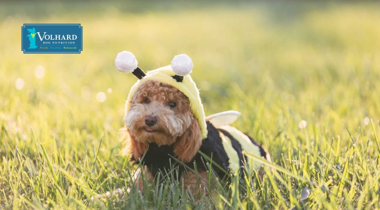 12 Health Benefits of Bee Pollen for Dogs - Volhard Dog Nutrition