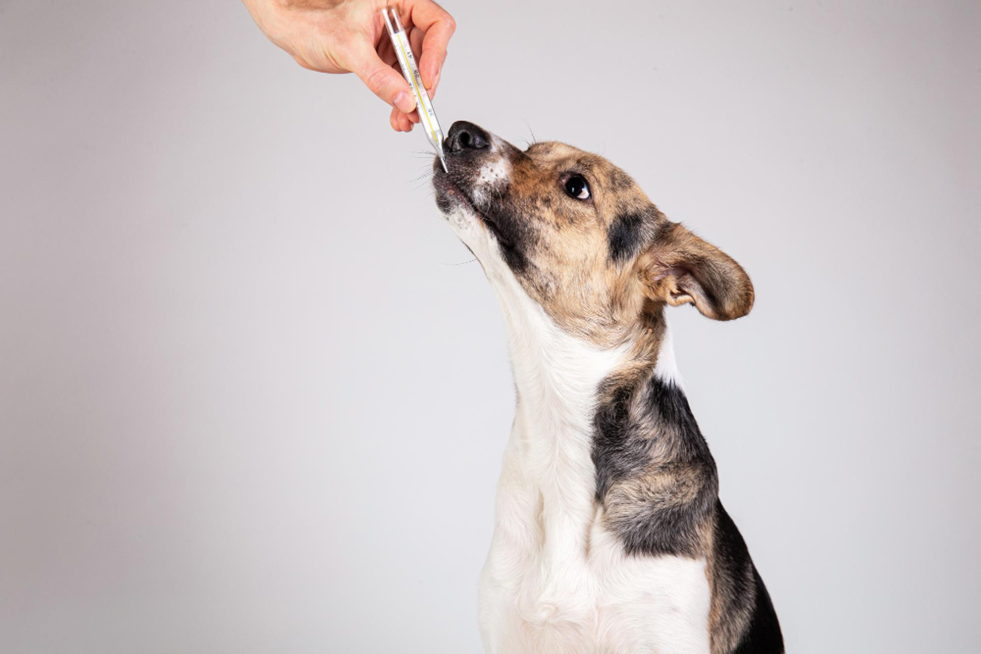 What to Do if Your Dog Has a Fever - Volhard Dog Nutrition
