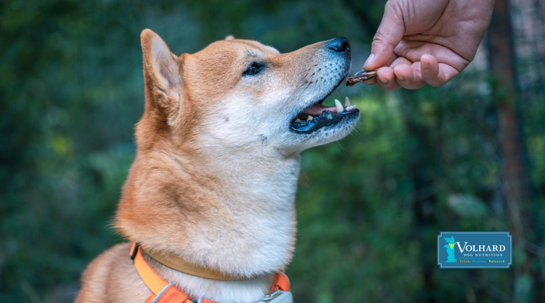 Busting the Myth of Garlic Toxicity for Dogs! - Volhard Dog Nutrition