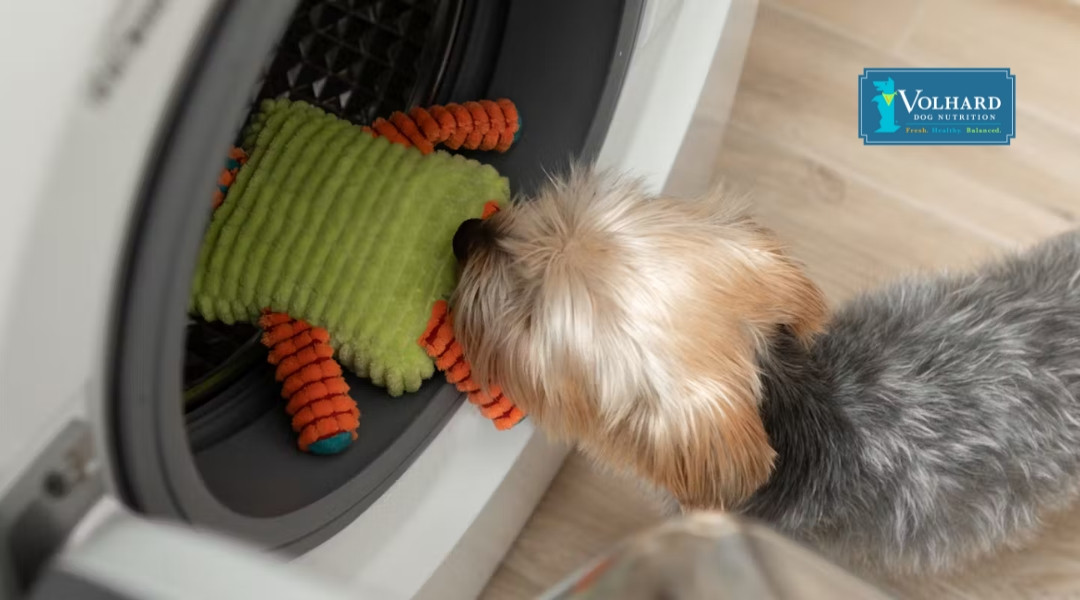 Borax Poisoning in Dogs: Symptoms and Emergency Care - Volhard Dog ...