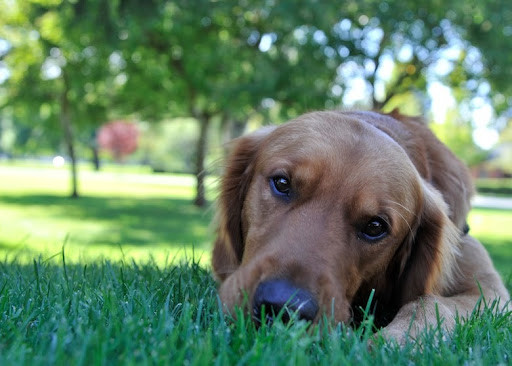 Why Are Our Dogs Suddenly Suffering From Weak Immune Systems? - Volhard ...