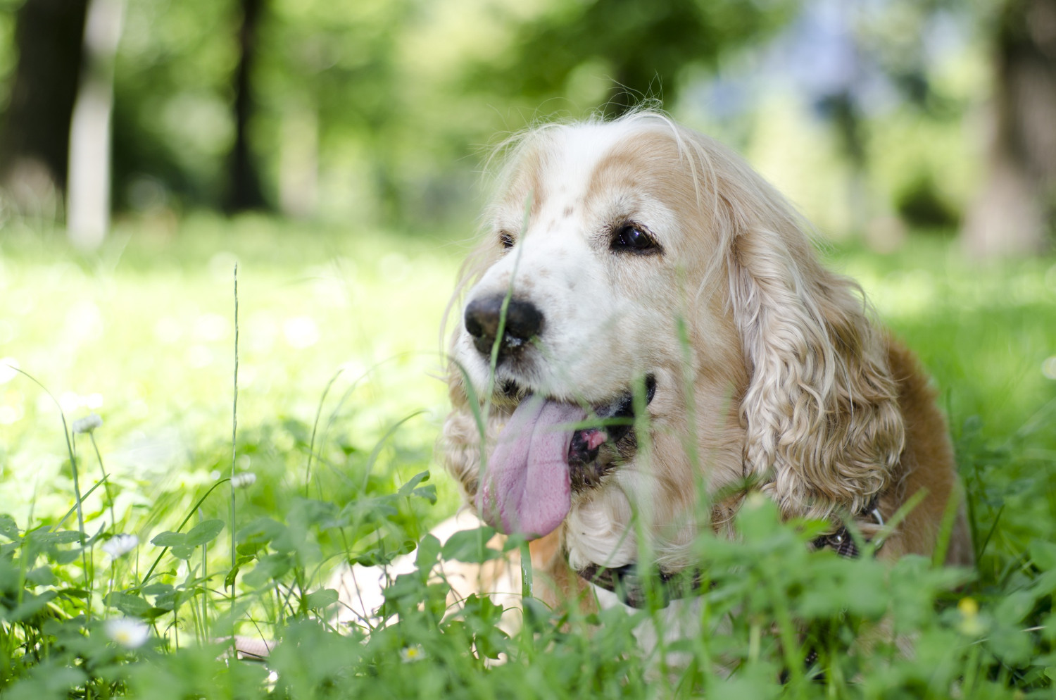 Intermittent Fasting for Dogs: Is This a Good Idea? - Volhard Dog Nutrition