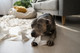 Cystitis in Dogs: Causes, Symptoms, and Treatment - Volhard Dog Nutrition