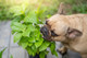 What Herbs and Spices Can Dogs Have? (A Complete Guide) - Volhard Dog ...