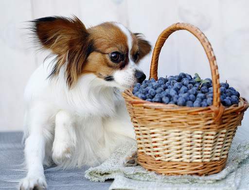 Healthy Food for Dogs | Canine Raw Diet | Volhard Dog Nutrition