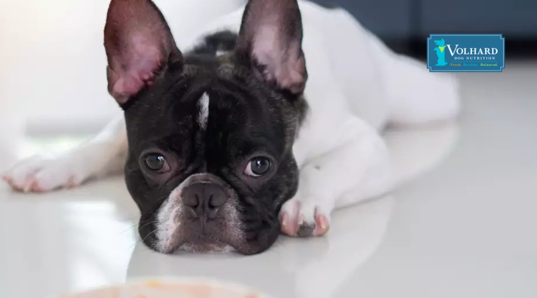 Leaky Gut Syndrome in Dogs - Volhard Dog Nutrition