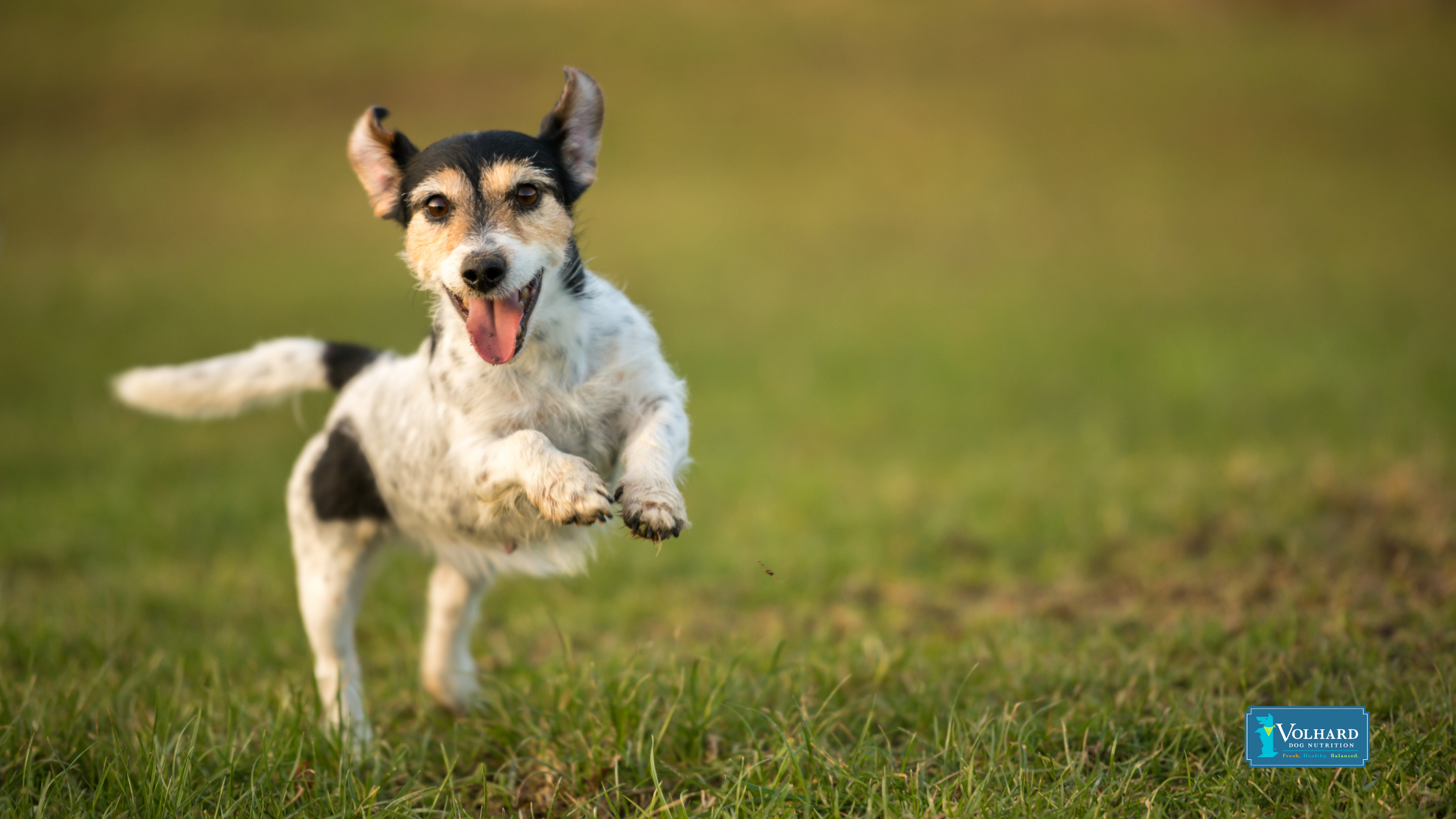 Vital Vigor: Unpacking the Benefits of Antioxidants for Dogs - Volhard ...