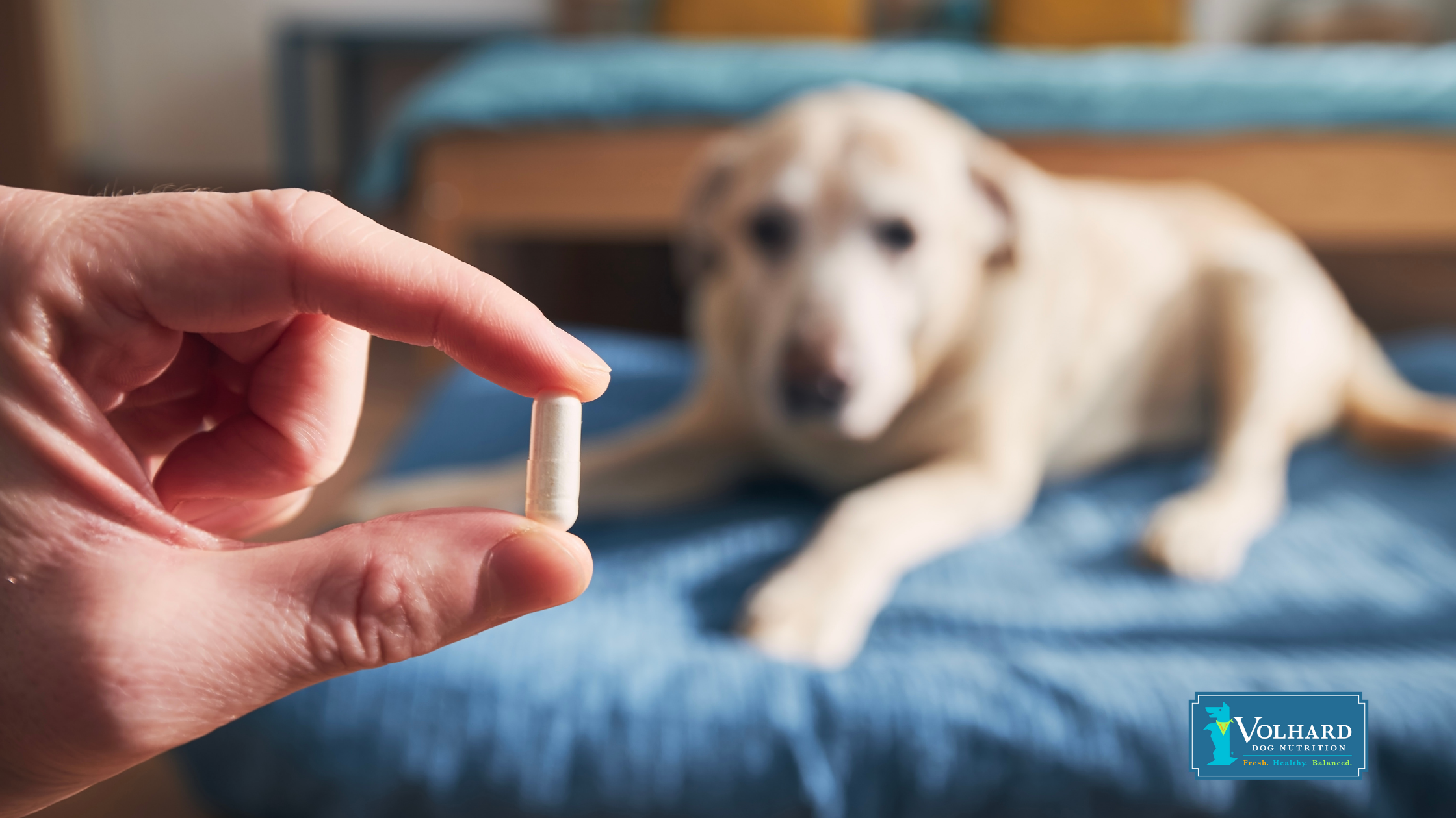 Can I Give My Dog Tylenol for Pain Relief? - Volhard Dog Nutrition