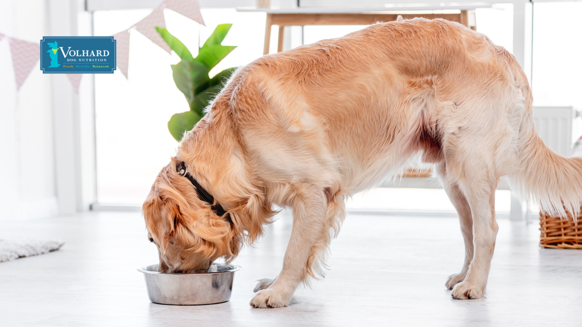 From Bowl to Belly: Transform Your Dog's Health With These 3 Gut ...