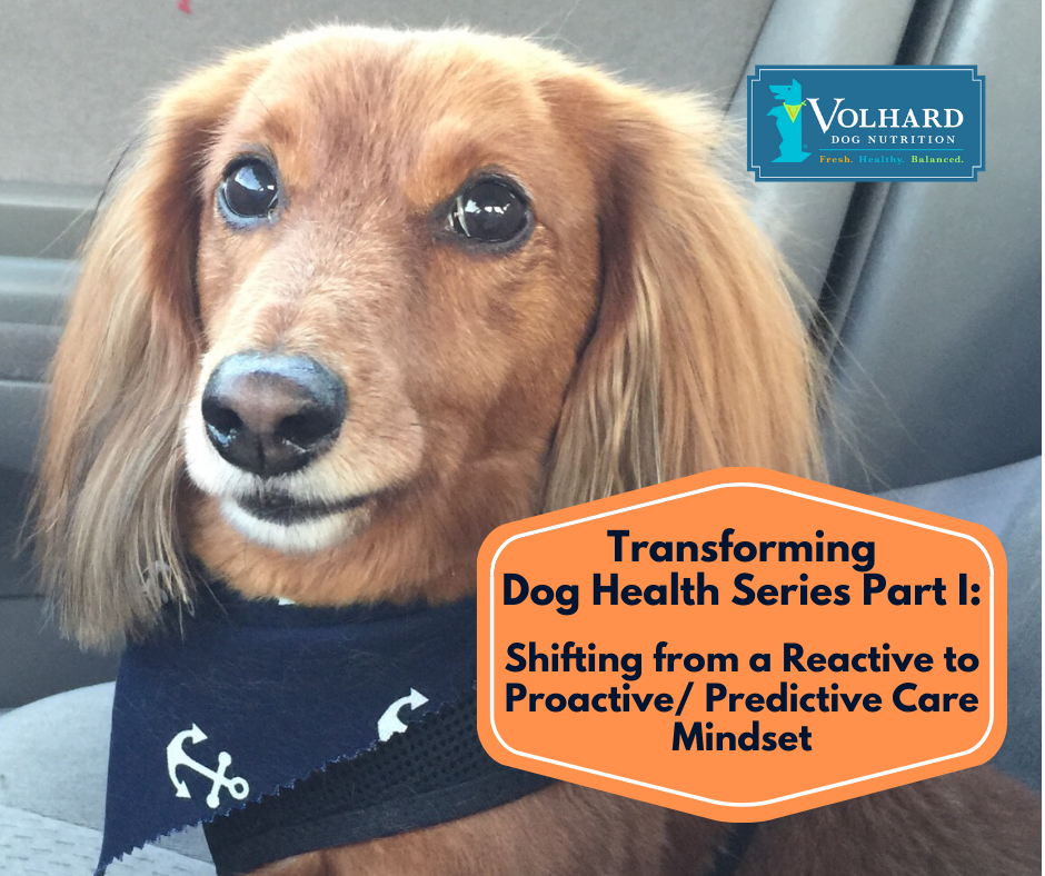 Transforming Dog Health Series Part I: Shifting from a Reactive to ...