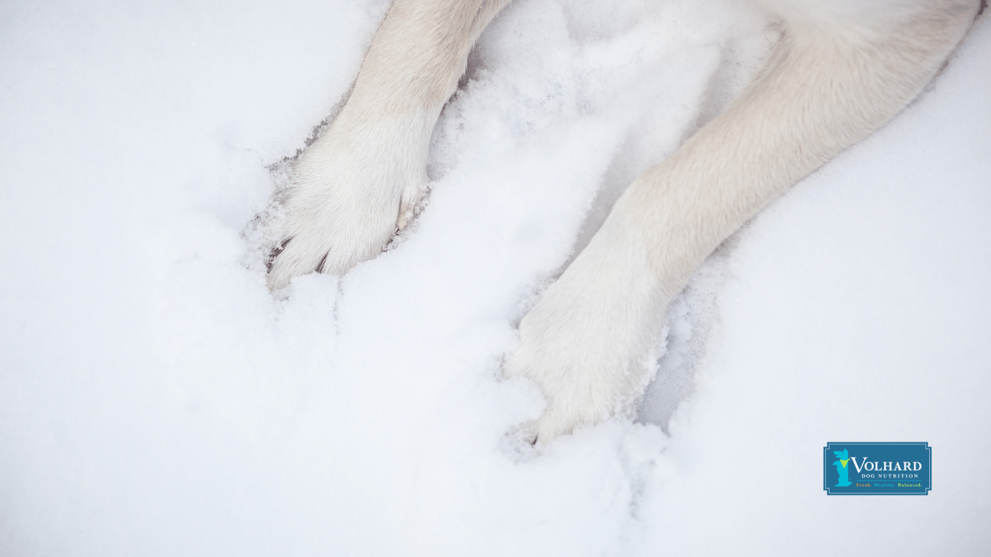 Winter Walks: How to Protect Your Dog’s Paws from Ice and Salt ...