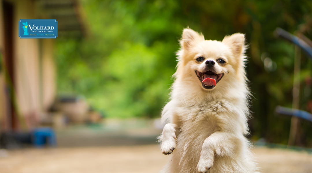The Ultimate Daily Dog Routine for a Healthier 2026! - Volhard Dog ...