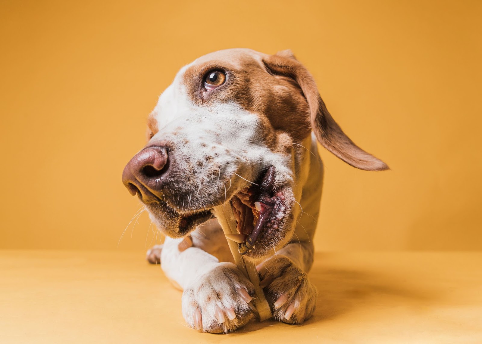 Why Feeding Cooked Bones To Your Dog Is A Bad Idea Volhard Dog Nutrition Why Feeding Cooked Bones To Your Dog Is A Bad Idea Volhard Dog Nutrition