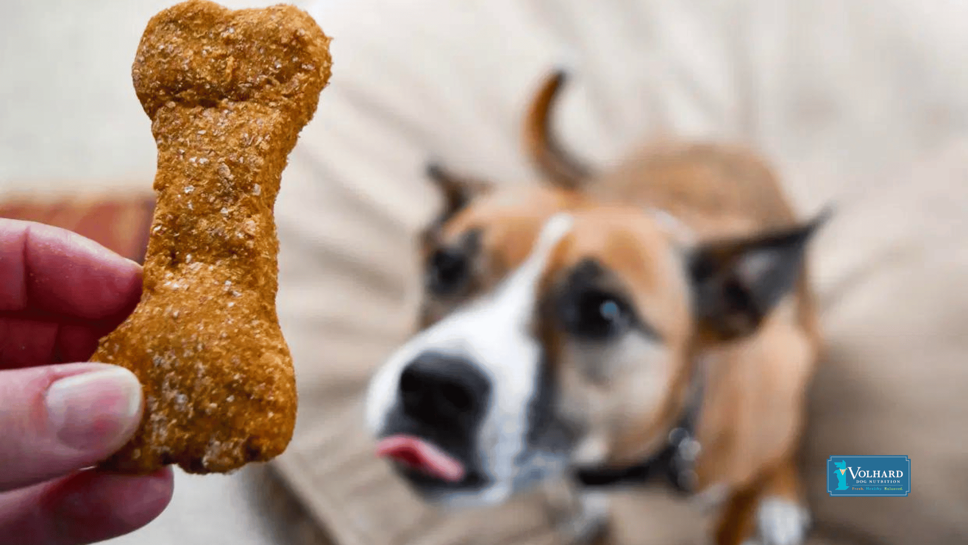 Healthy Fall Treats for Dogs: 5 Seasonal Recipes and Snacks - Volhard ...