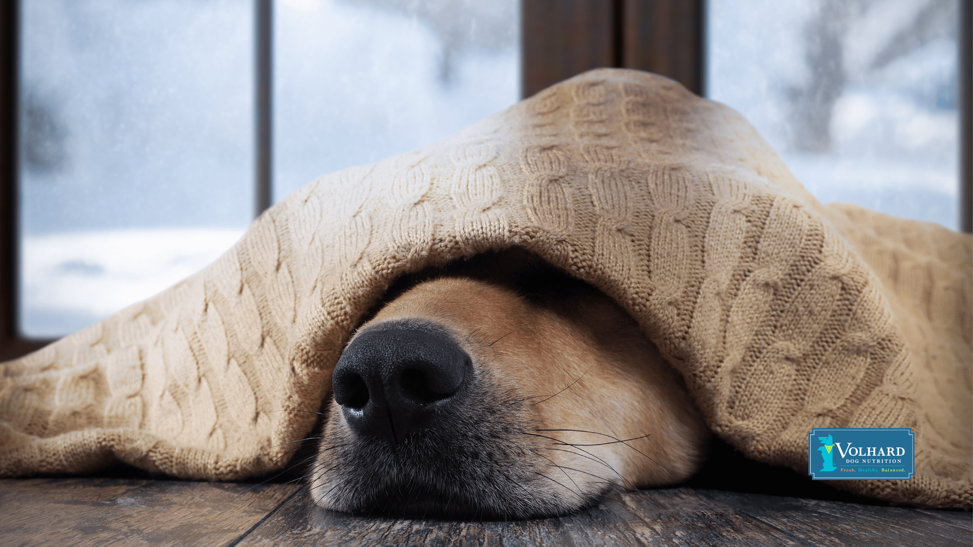 Hypothermia in Dogs: Warning Signs and Prevention Tips - Volhard Dog ...