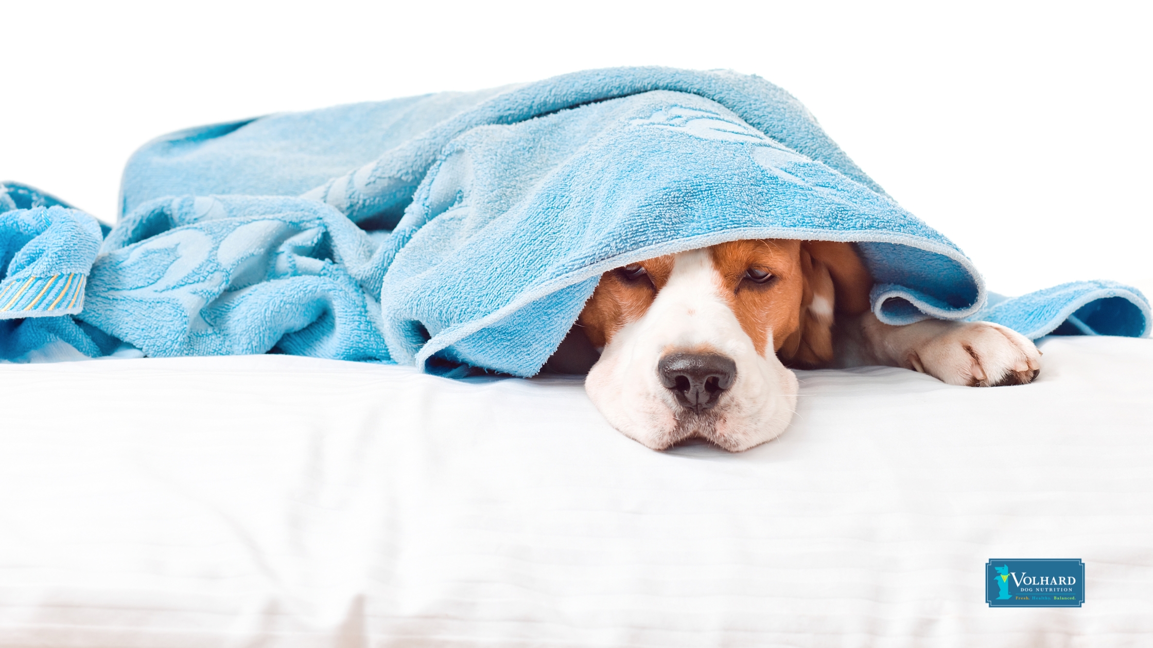 The Signs and Holistic Approach to Liver Failure in Dogs - Volhard Dog ...