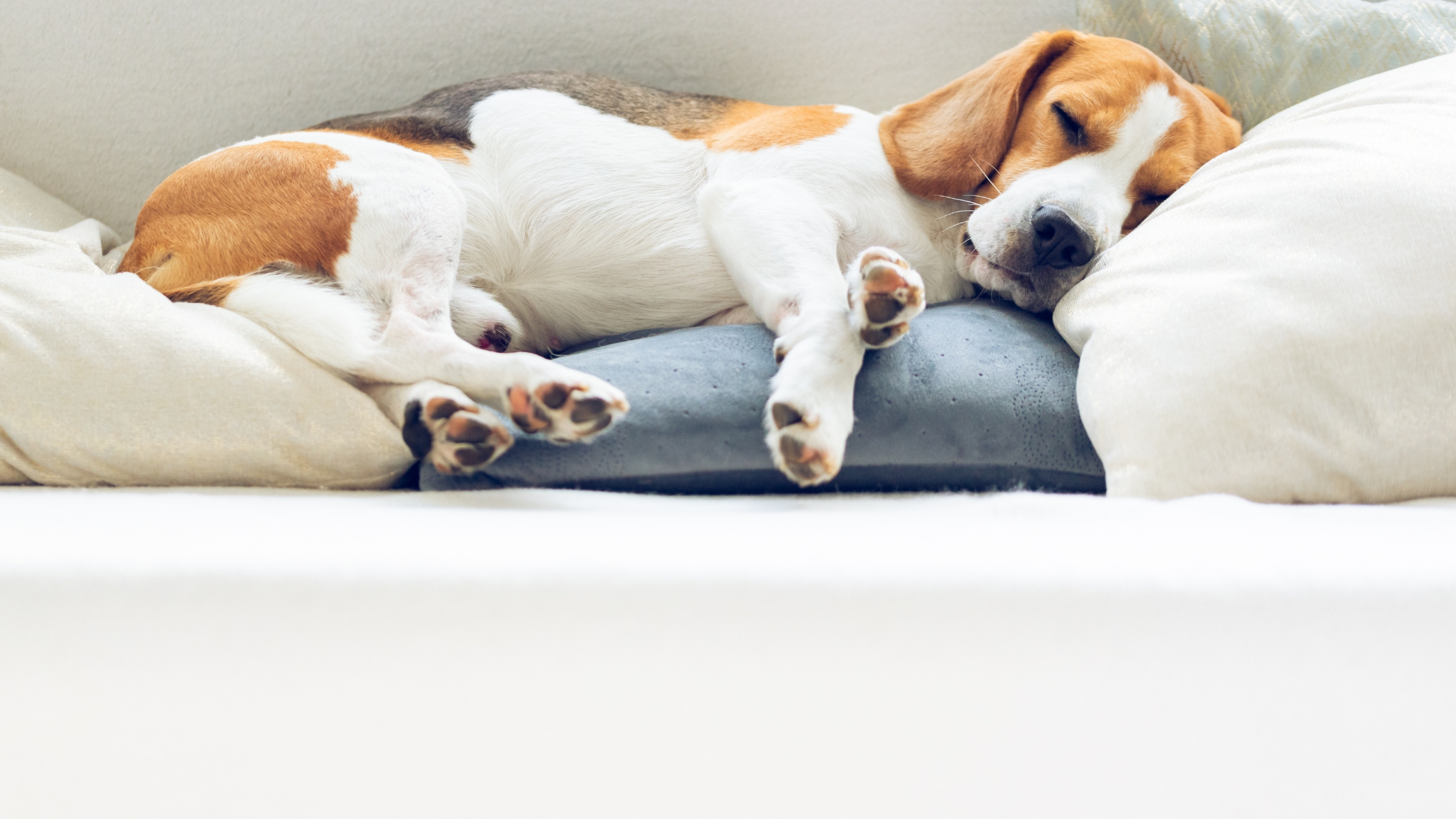 How Common is Narcolepsy in Dogs? - Volhard Dog Nutrition